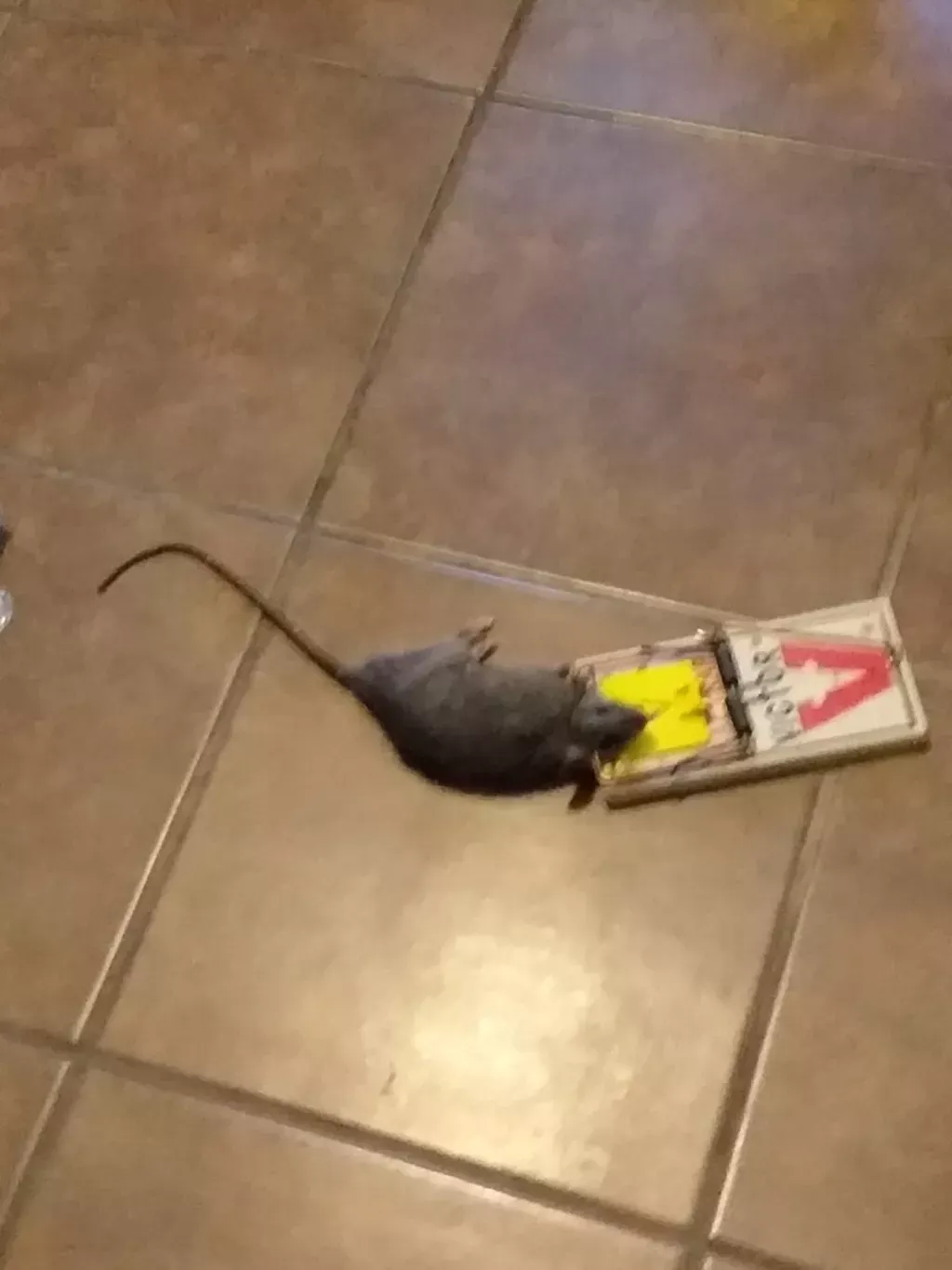 Next Level Pest Service - Top Rated Pest Control Service - Tarrant ...