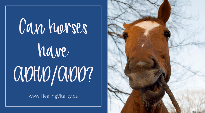 Can horses have ADHD - the symptoms, how to diagnose, what to do.