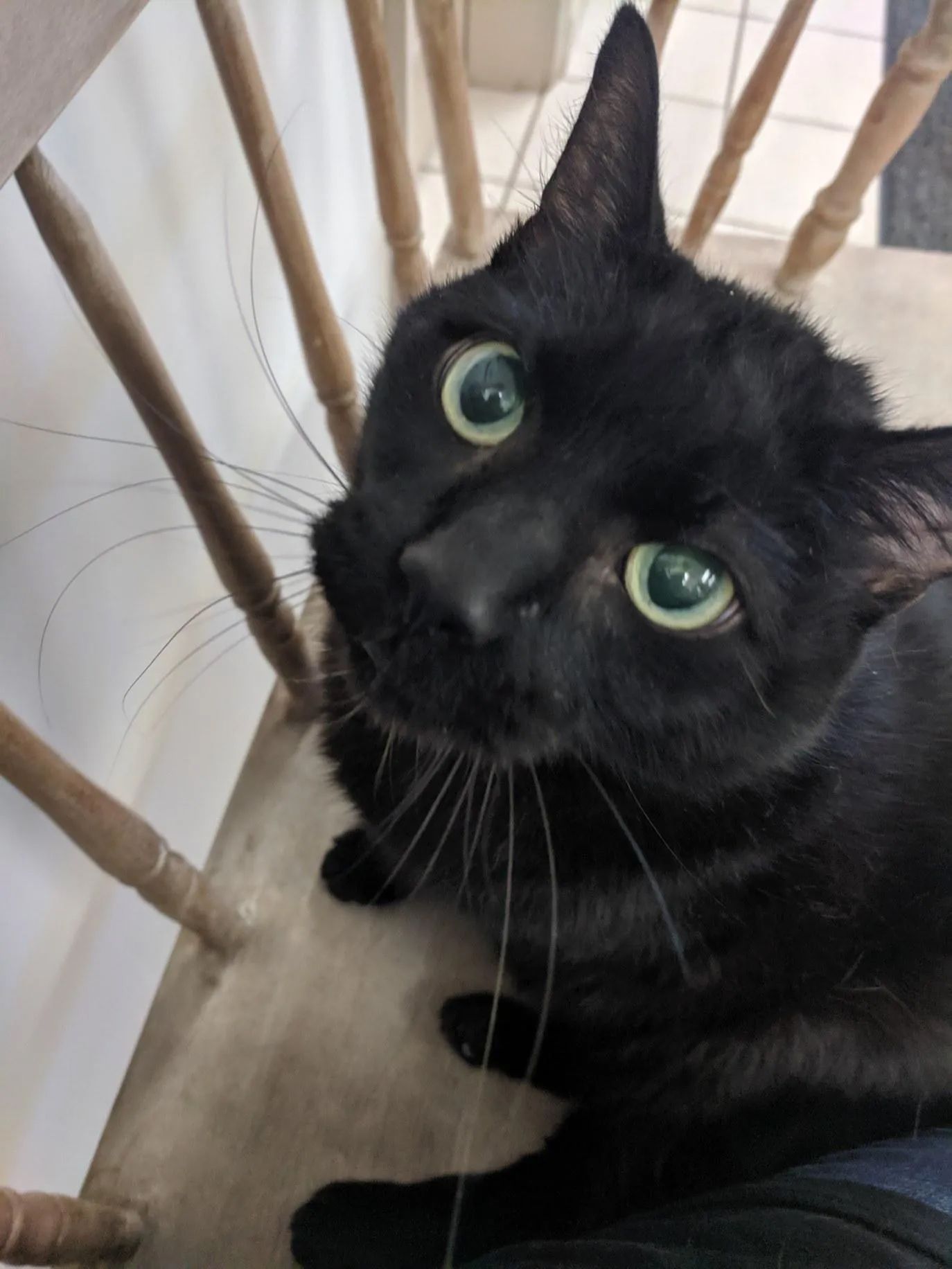 Meet Our Excellent Veterinary Team | Clinton, MA