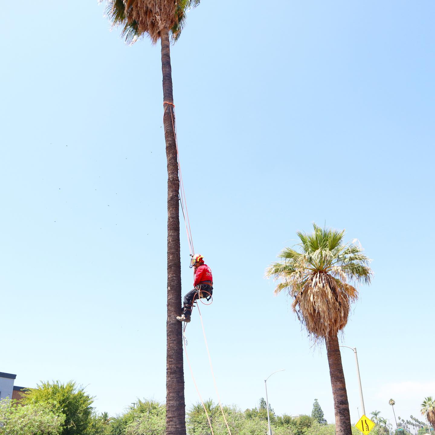 Tree Pros Inc. - Top Rated Tree Service - Chino, California