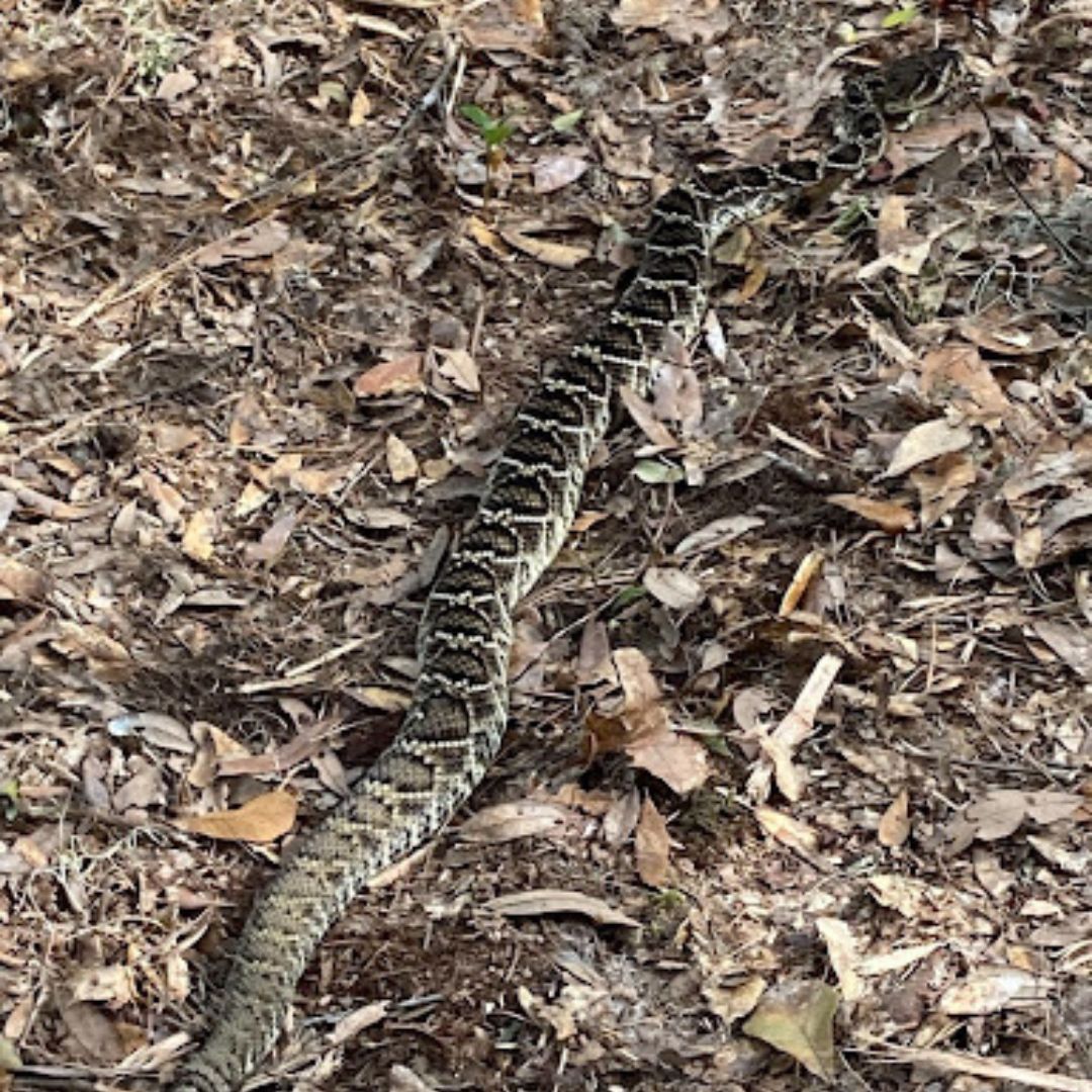 Celebrating World Snake Day with the Southern Conservation Trust