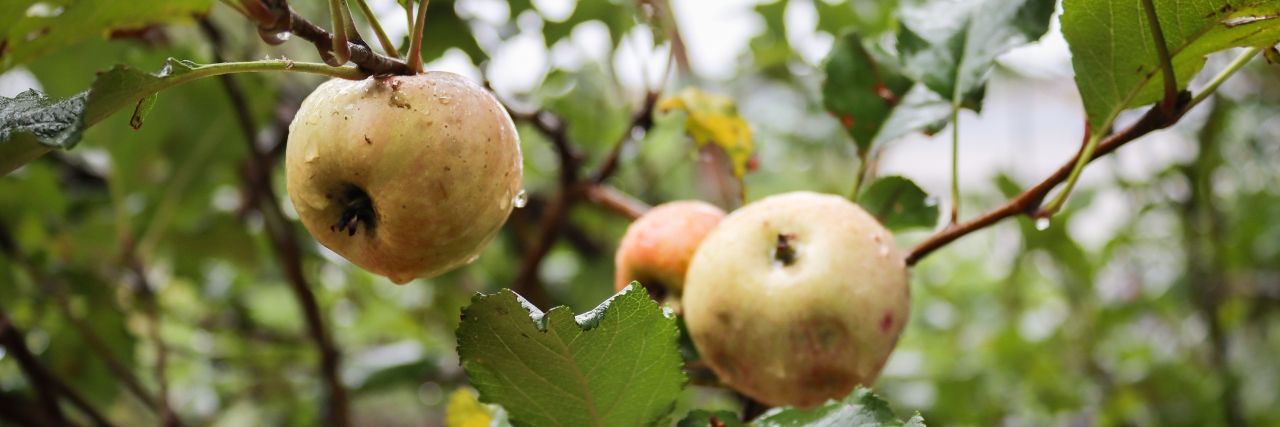 SCT Helps Relocate Historic Yates Apple Trees