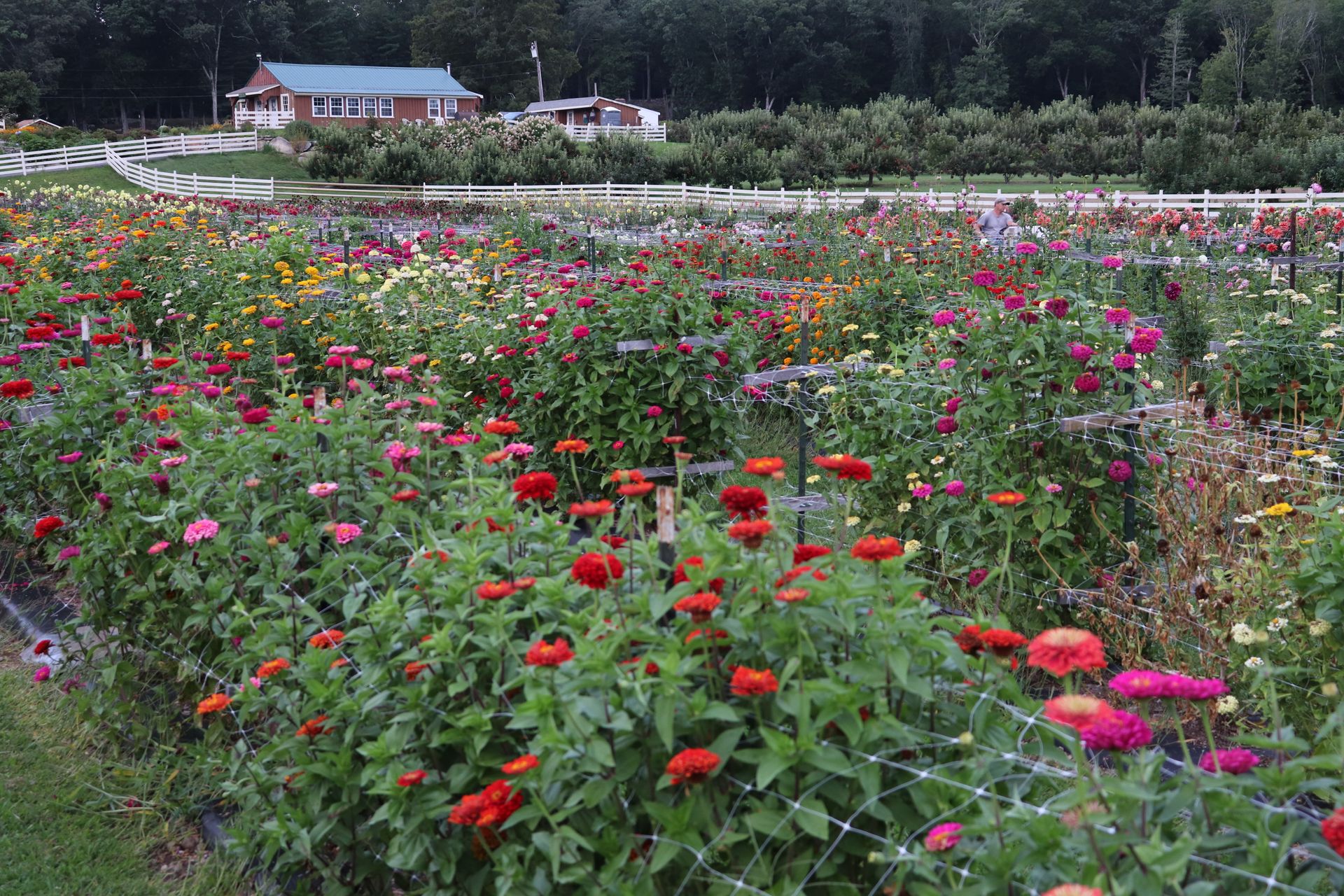 Dame Farm & Orchards Home Page