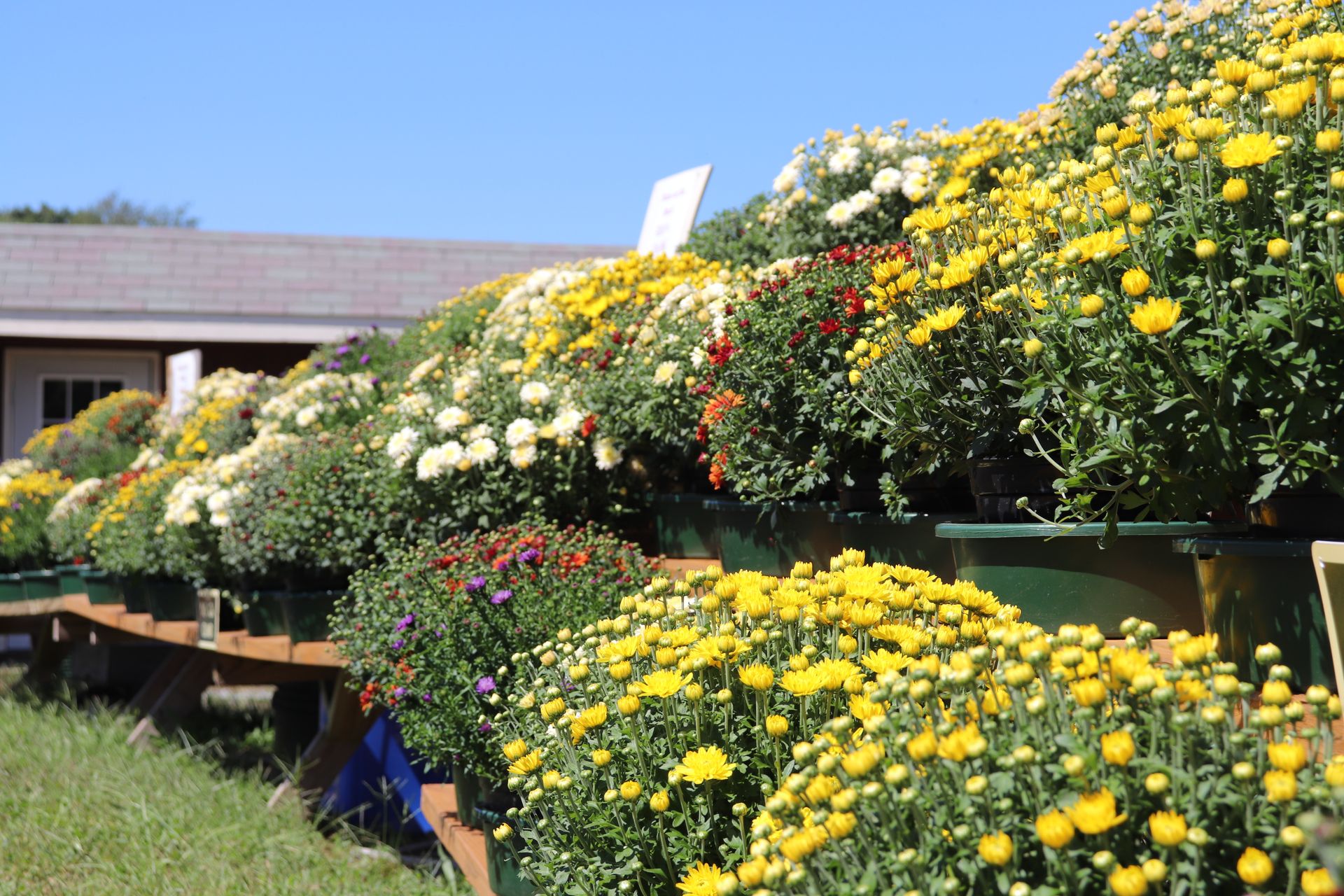 Dame Farm & Orchards Home Page