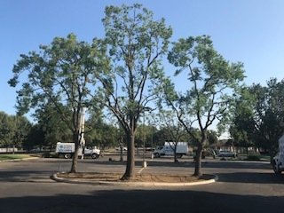 Tree Services, Pruning, Stump Grinding, Tree Removal