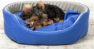 The Best Beds for a Yorkshire Puppy or Dog