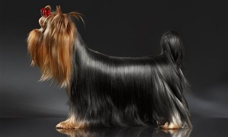 Yorkie Tails | Docking | Guidelines | Methods | Pros and Cons