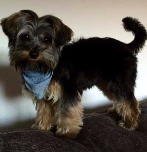 Yorkie Tails | Docking | Guidelines | Methods | Pros and Cons