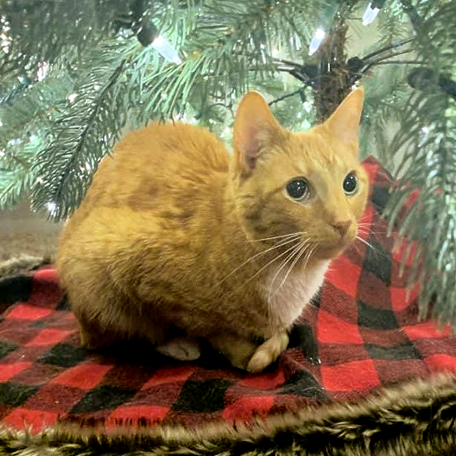 NW PA Pet Emergency Center | Erie, PA | Emergency Vet Clinic