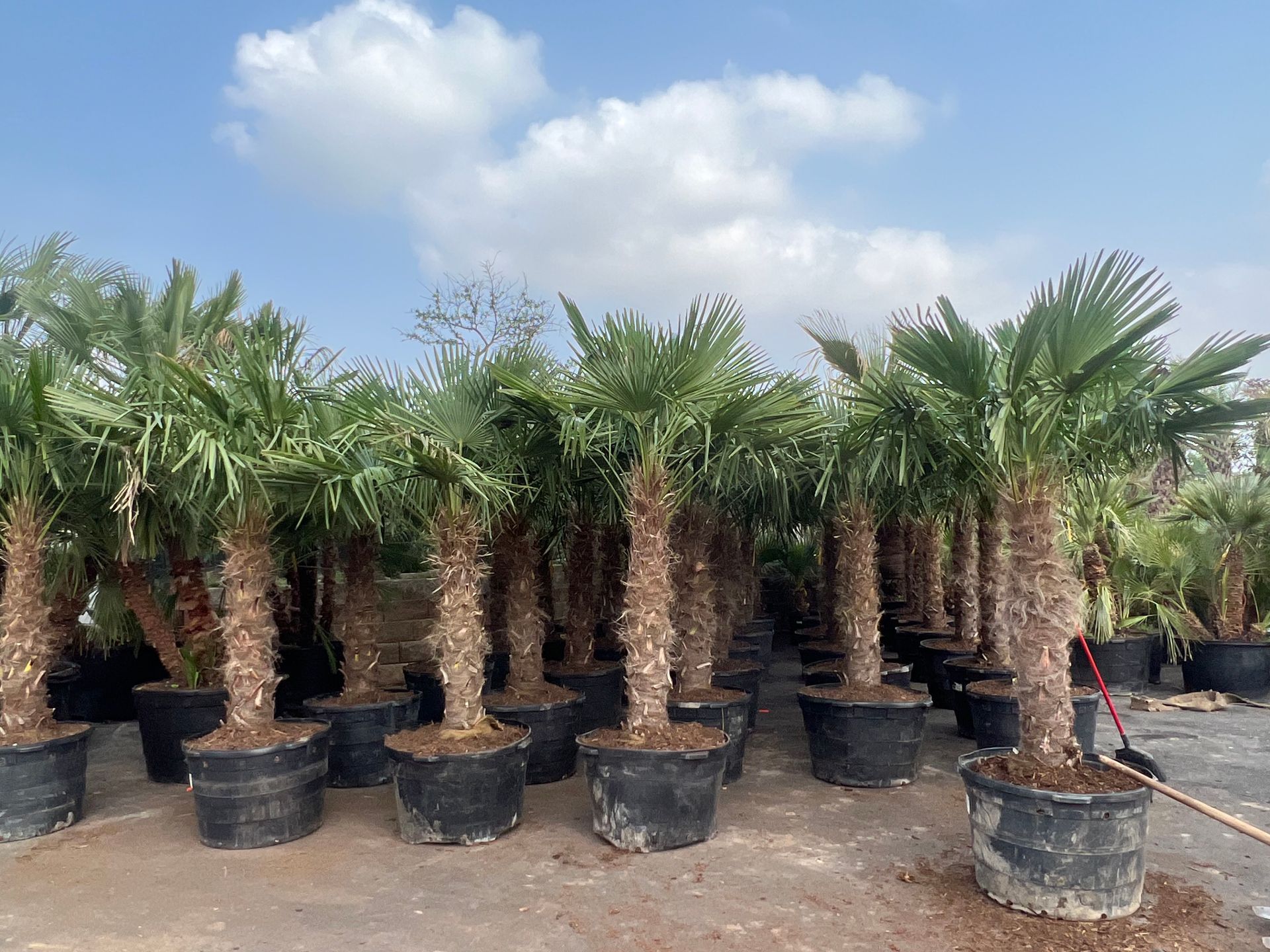 Palm Trees | Live Palm Trees | Nursery | Irrigation | Dallas | Plano ...