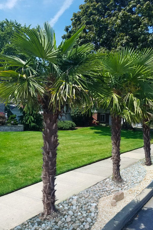Palm Trees | Live Palm Trees | Nursery | Irrigation | Dallas | Plano ...