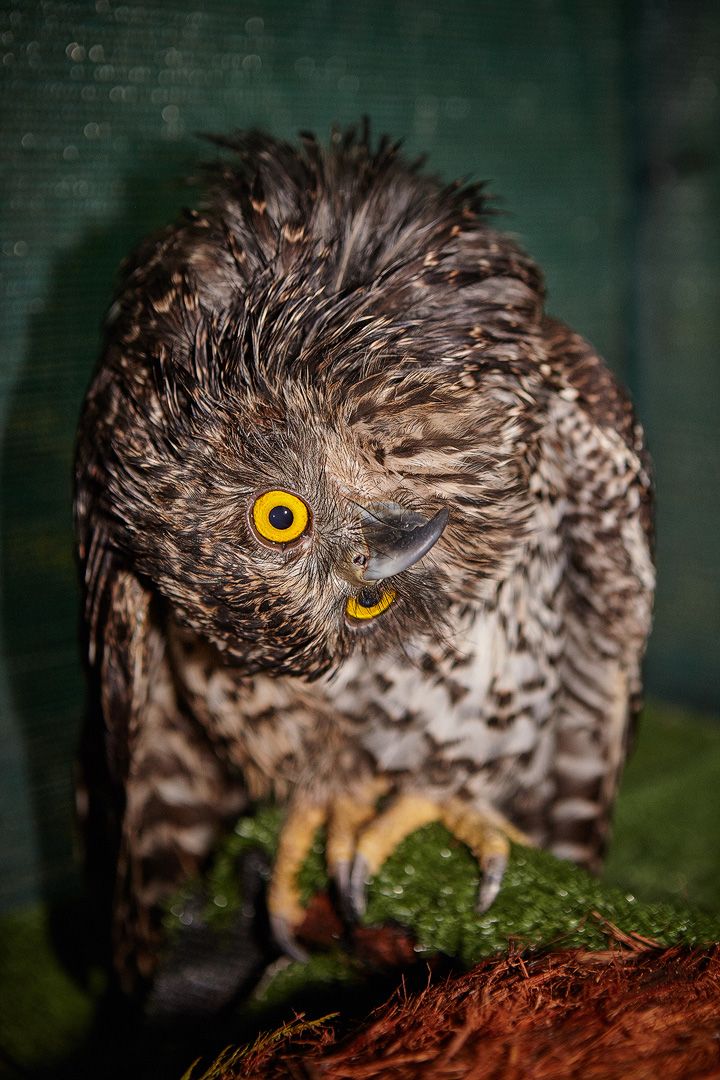 Threats and Conservation - Tree felling and logging - ARCC Inc.