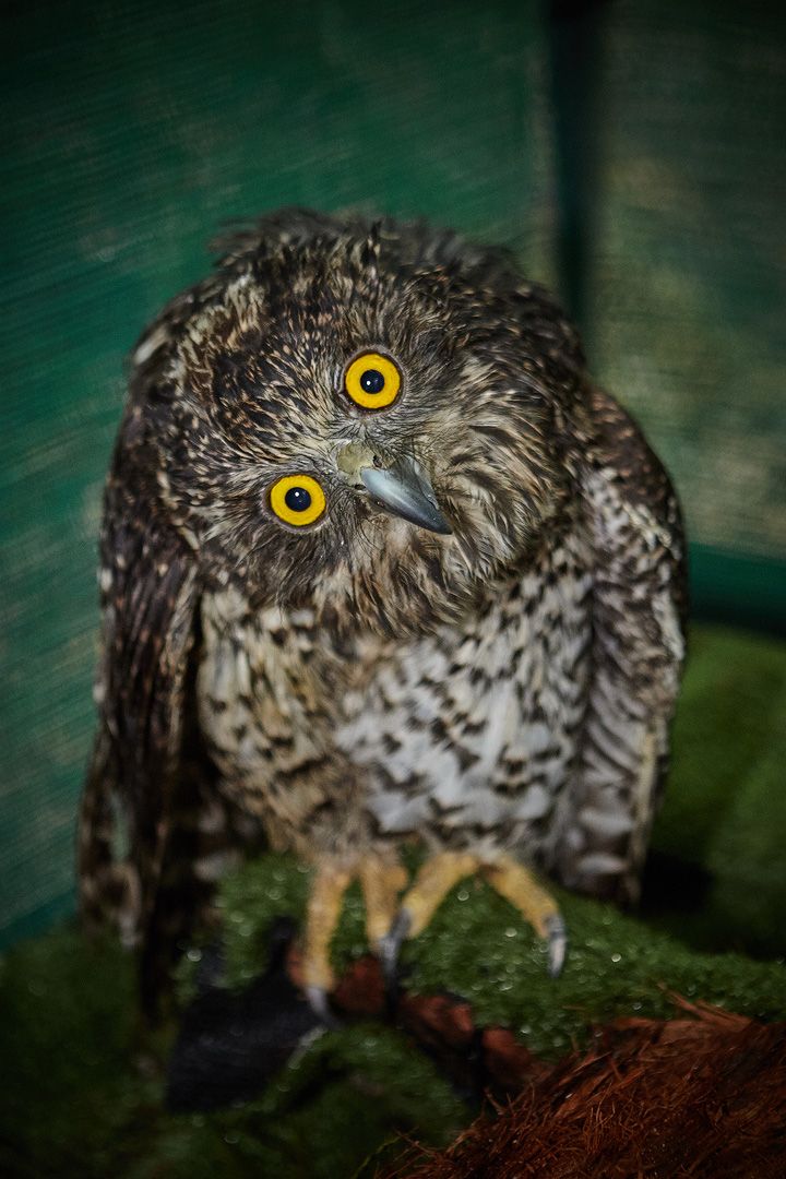 Threats and Conservation - Tree felling and logging - ARCC Inc.