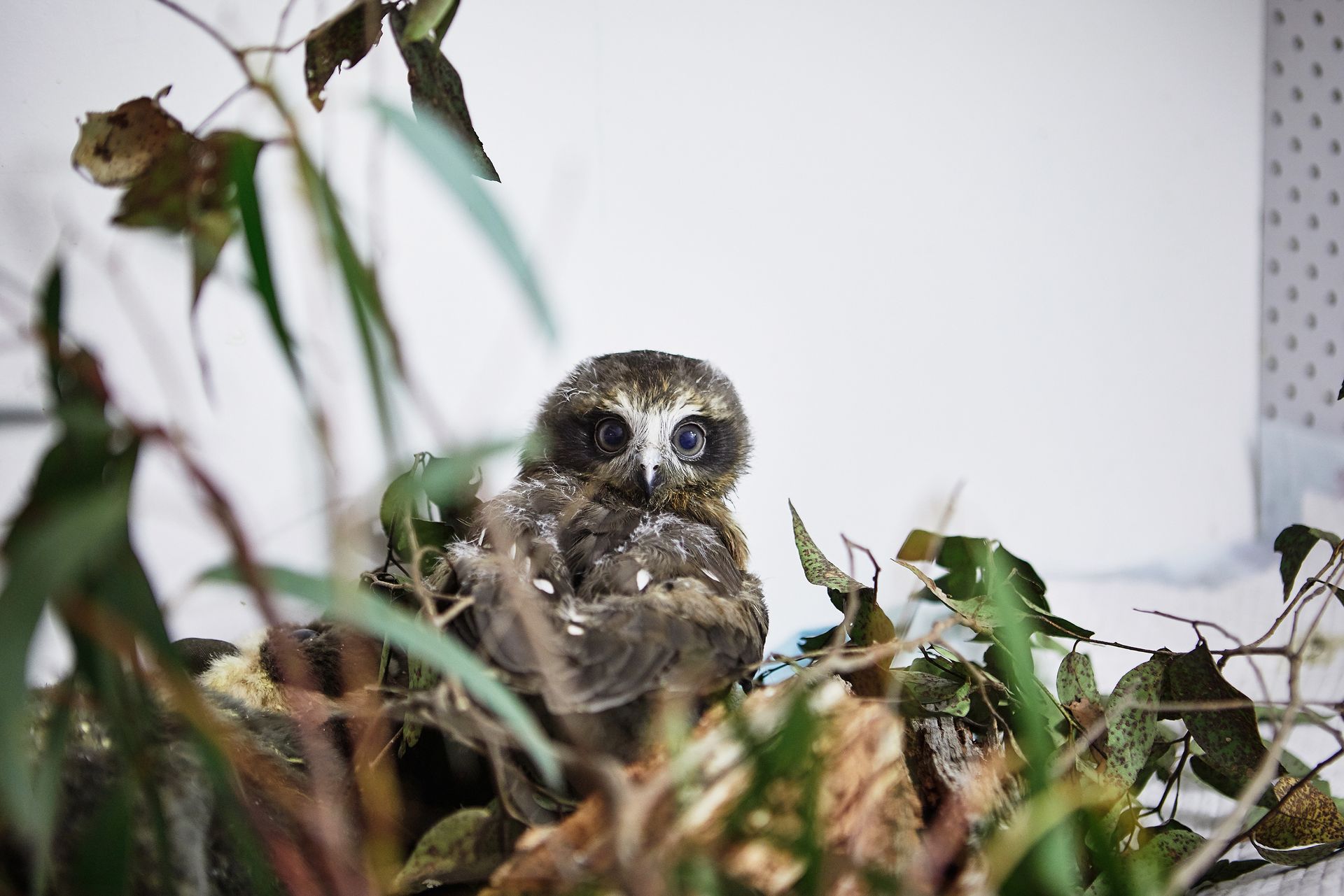 Threats and Conservation - Tree felling and logging - ARCC Inc.