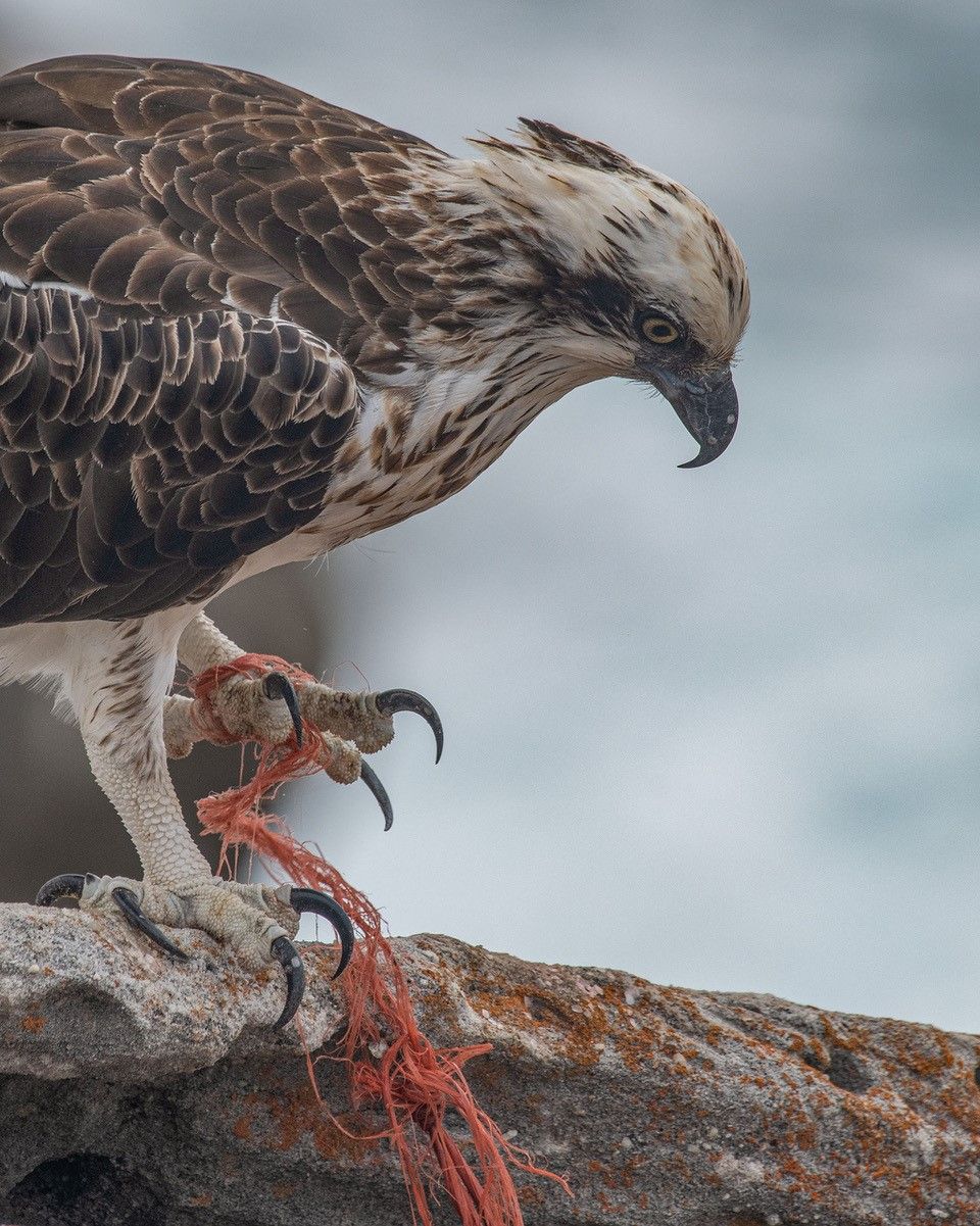 Australian Raptor Threats - Entanglement - ARCC Inc.