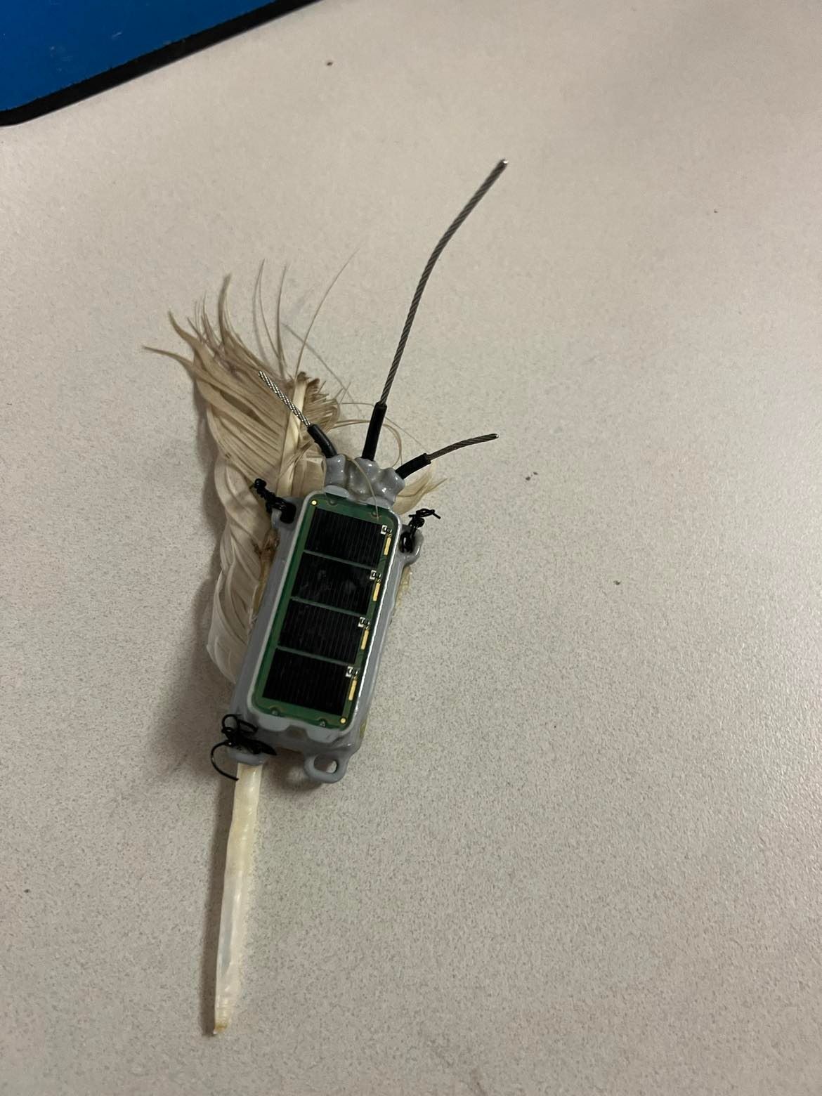 SE27 White Bellied Sea Eagle - Satellite Tracking, ARCC Inc.