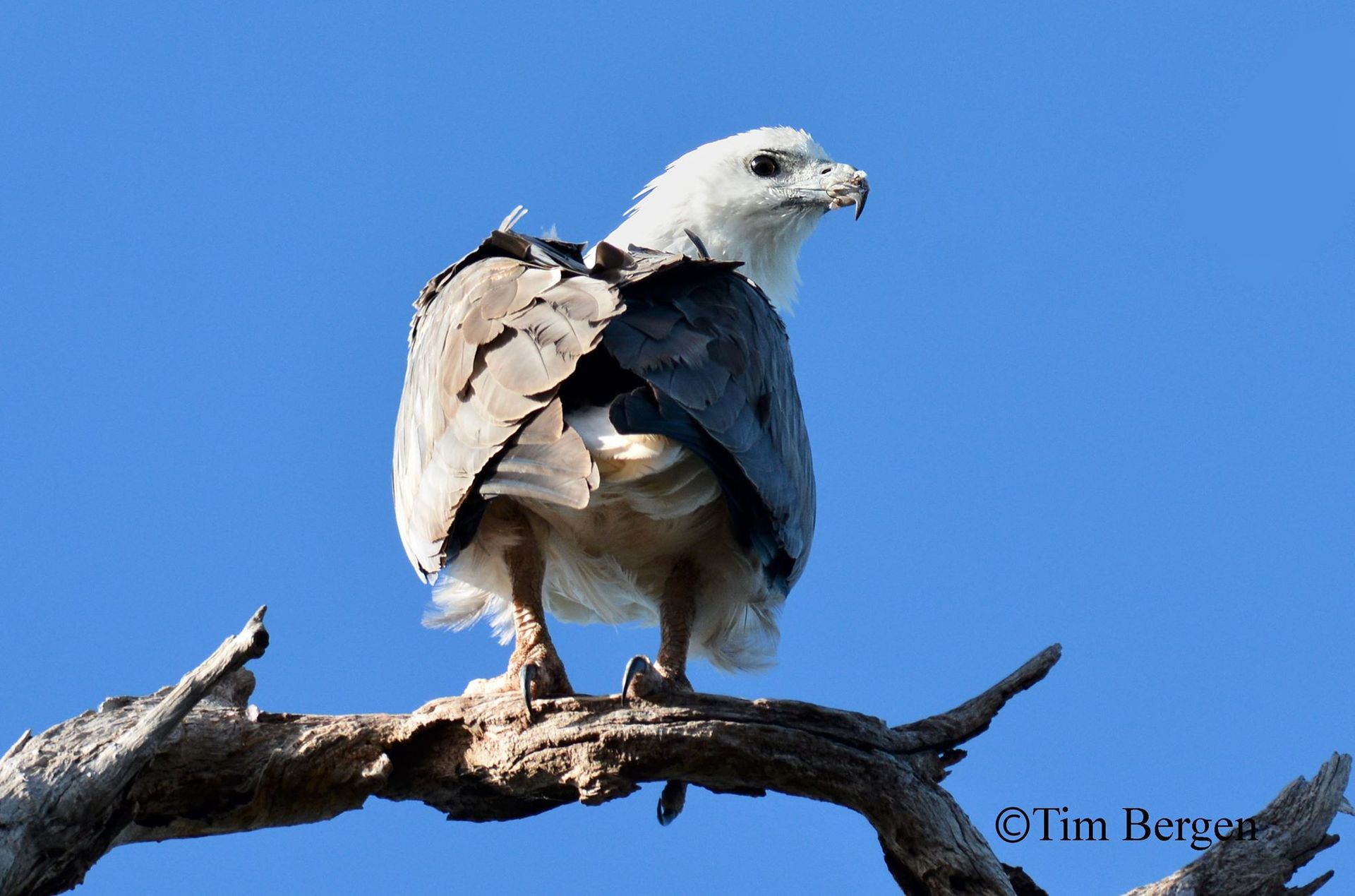 Australian Raptor Threats - Entanglement - ARCC Inc.