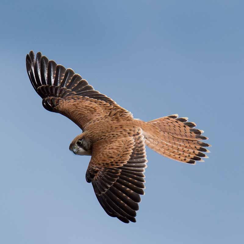 Diurnal birds of prey - Field Guide, ARCC Inc.