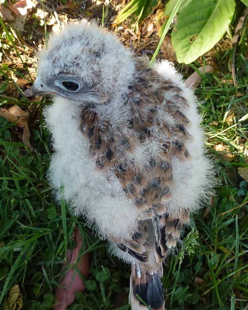 Australian (Nankeen) Kestrel