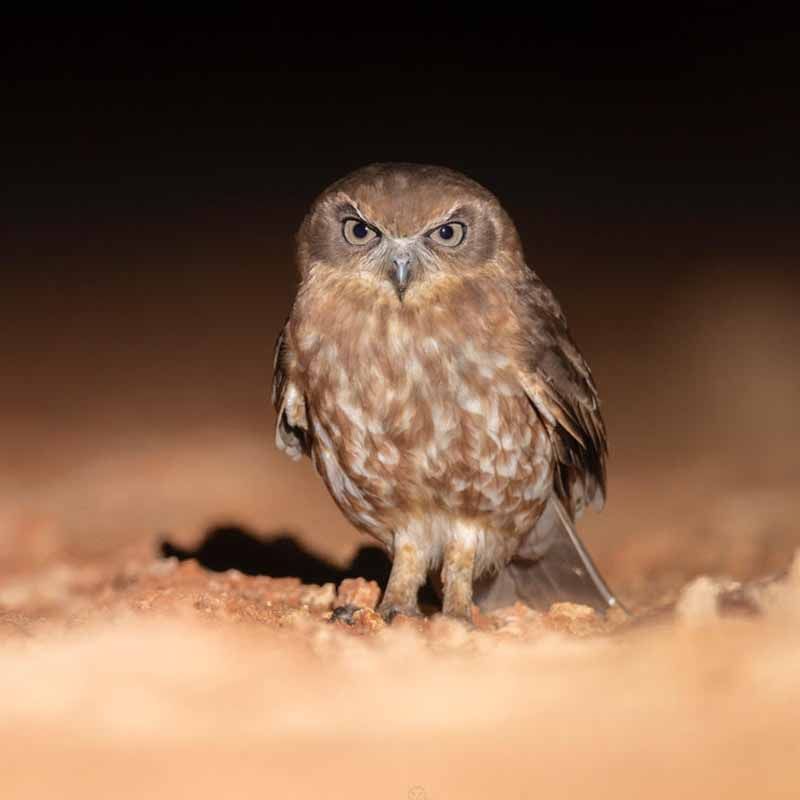 Nocturnal birds of prey - Field Guide, ARCC Inc.