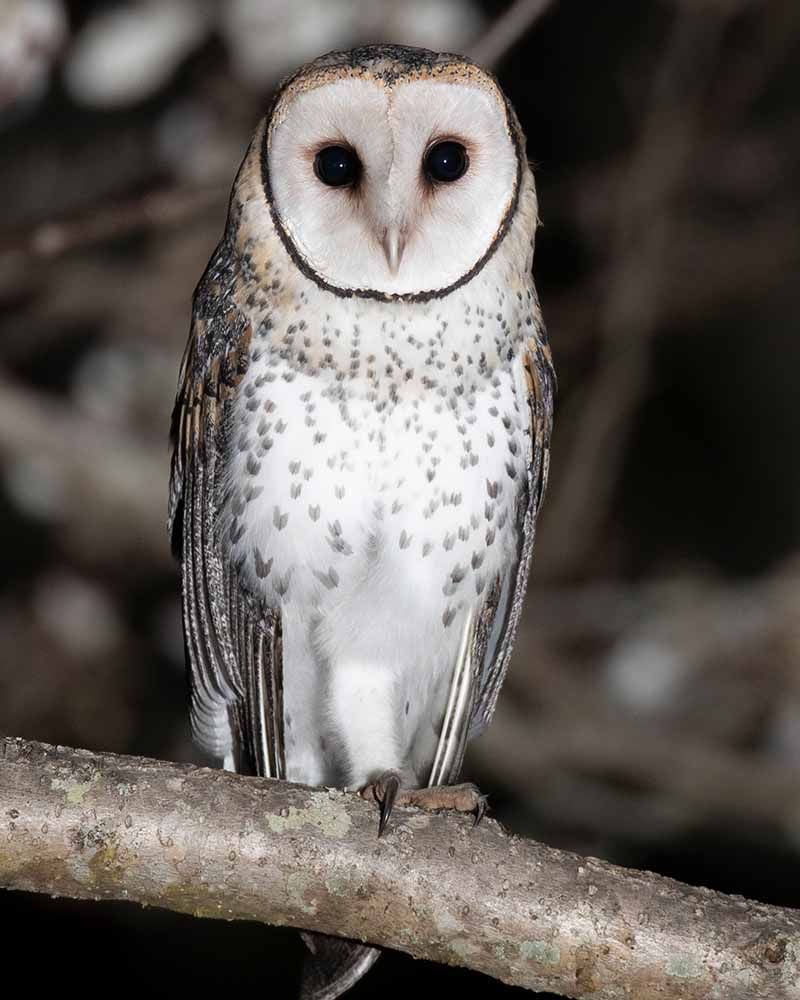 Australian Raptor Species Identification - ARCC Inc.