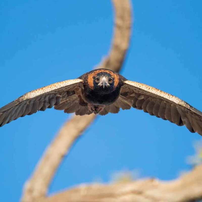 Diurnal birds of prey - Field Guide, ARCC Inc.