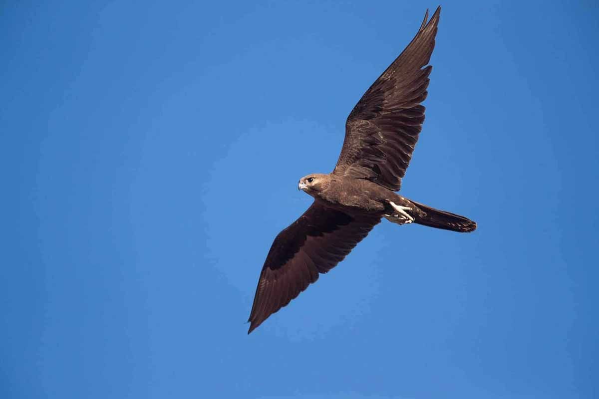 Black Falcon