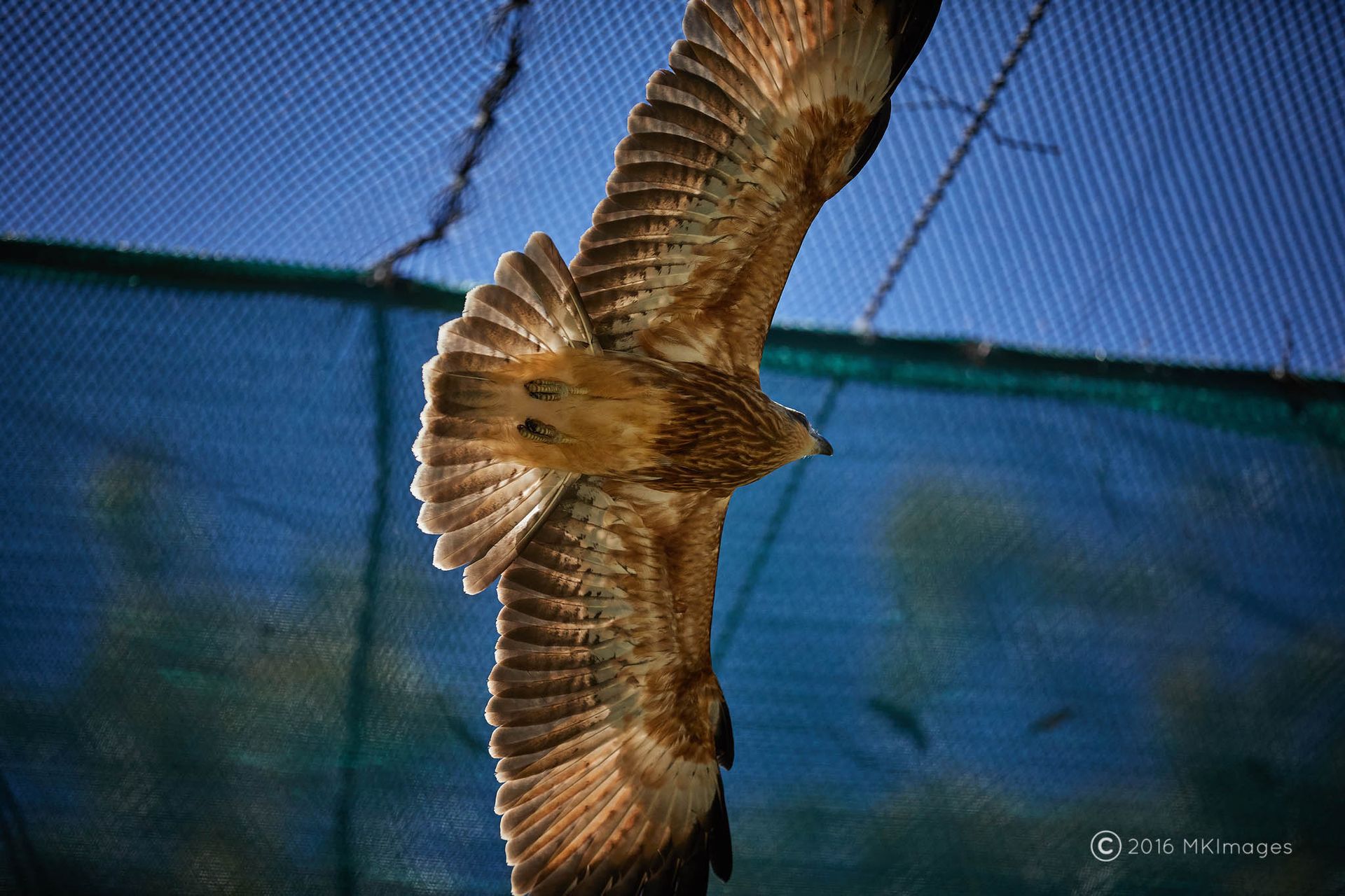 Brahminy Kite