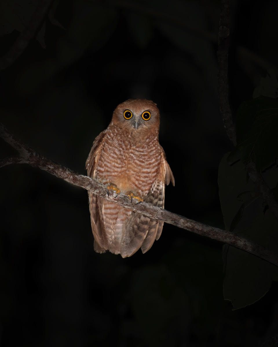 Christmas Boobook / Christmas Island Hawk-owl