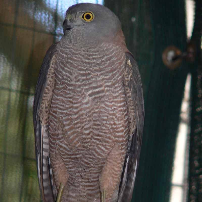 Diurnal birds of prey - Field Guide, ARCC Inc.