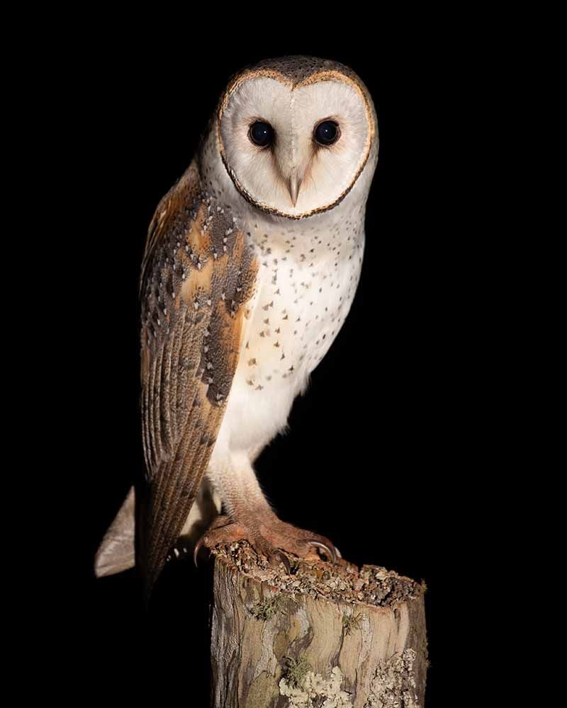 Australian Raptor Species Identification - ARCC Inc.