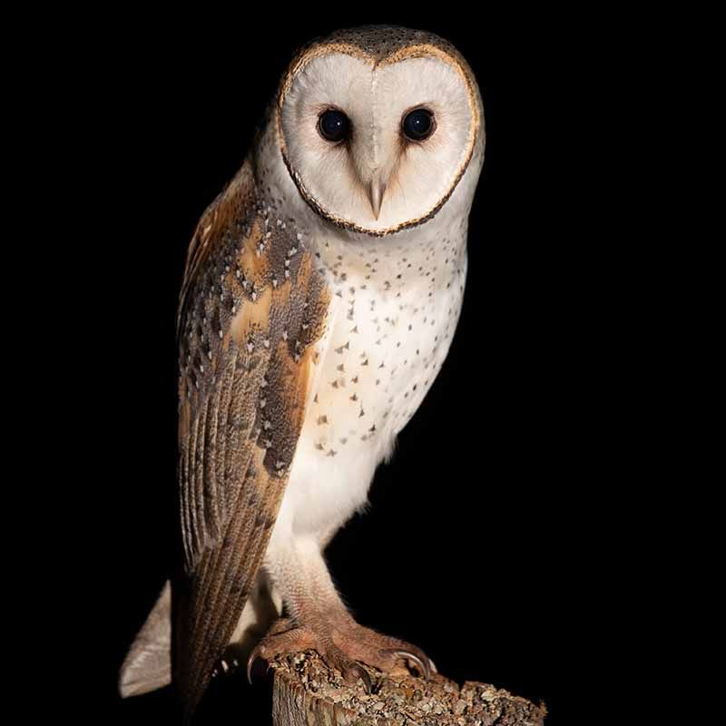 Nocturnal birds of prey - Field Guide, ARCC Inc.