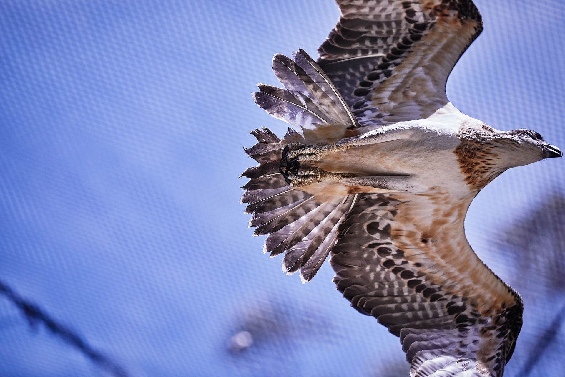 Aviary Design - Australian Raptor Care and Conservation Inc.
