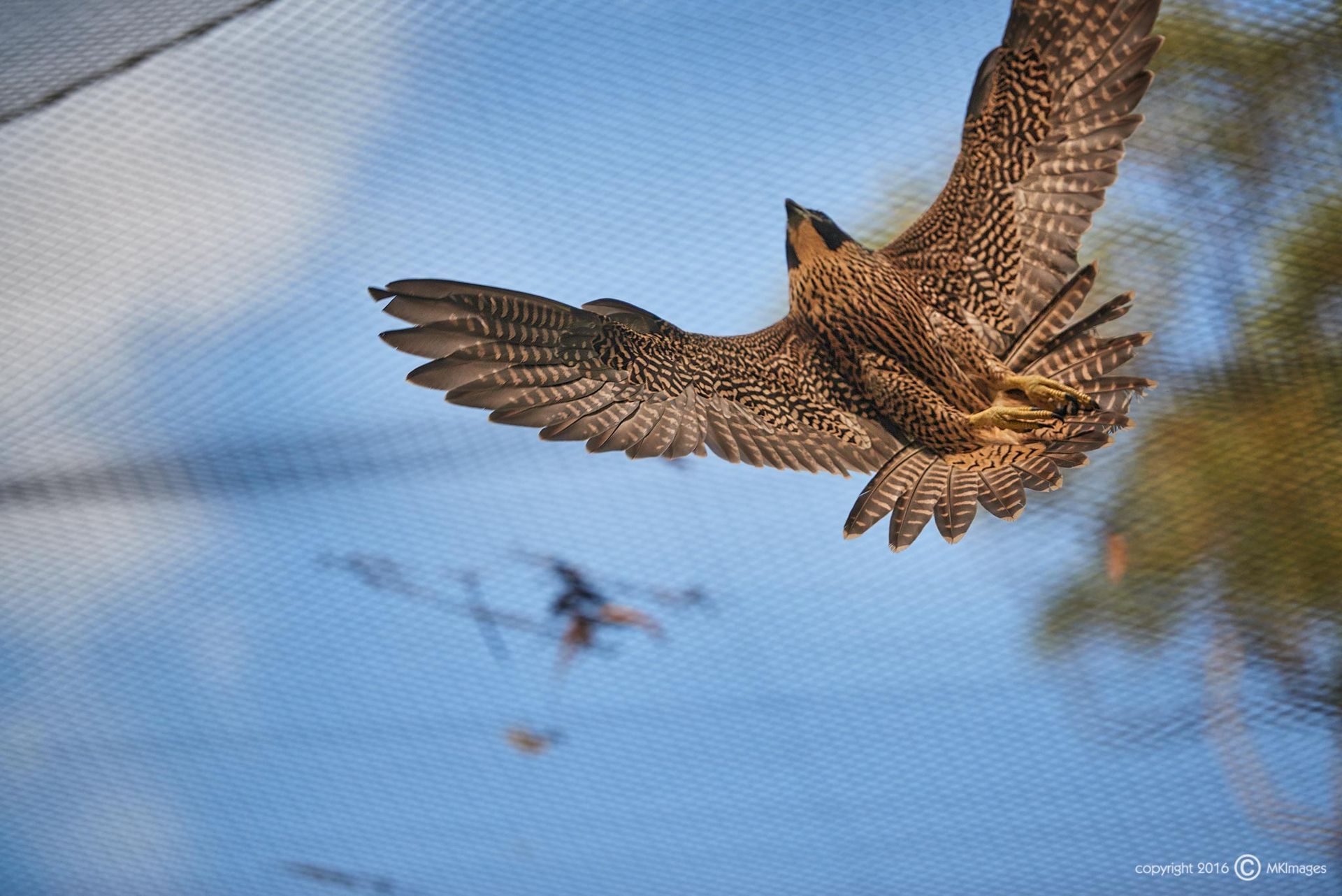 Aviary Design - Australian Raptor Care and Conservation Inc.