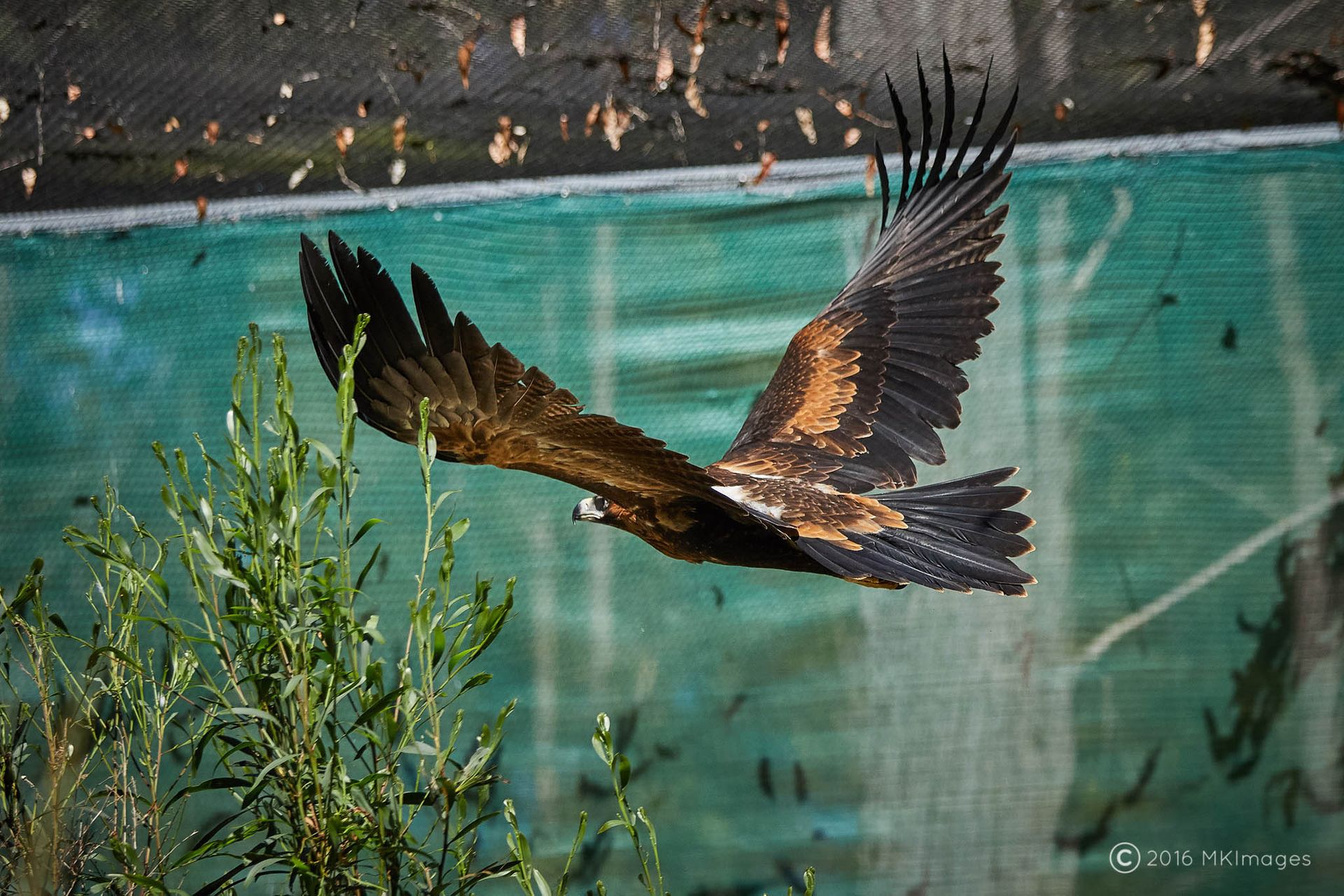 Aviary Design - Australian Raptor Care and Conservation Inc.