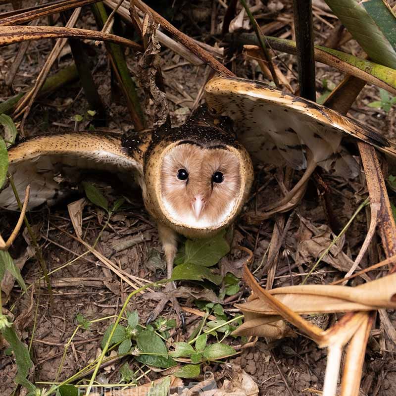 Grass Owl