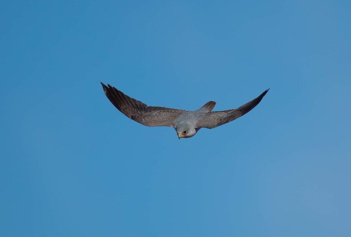 Grey Falcon