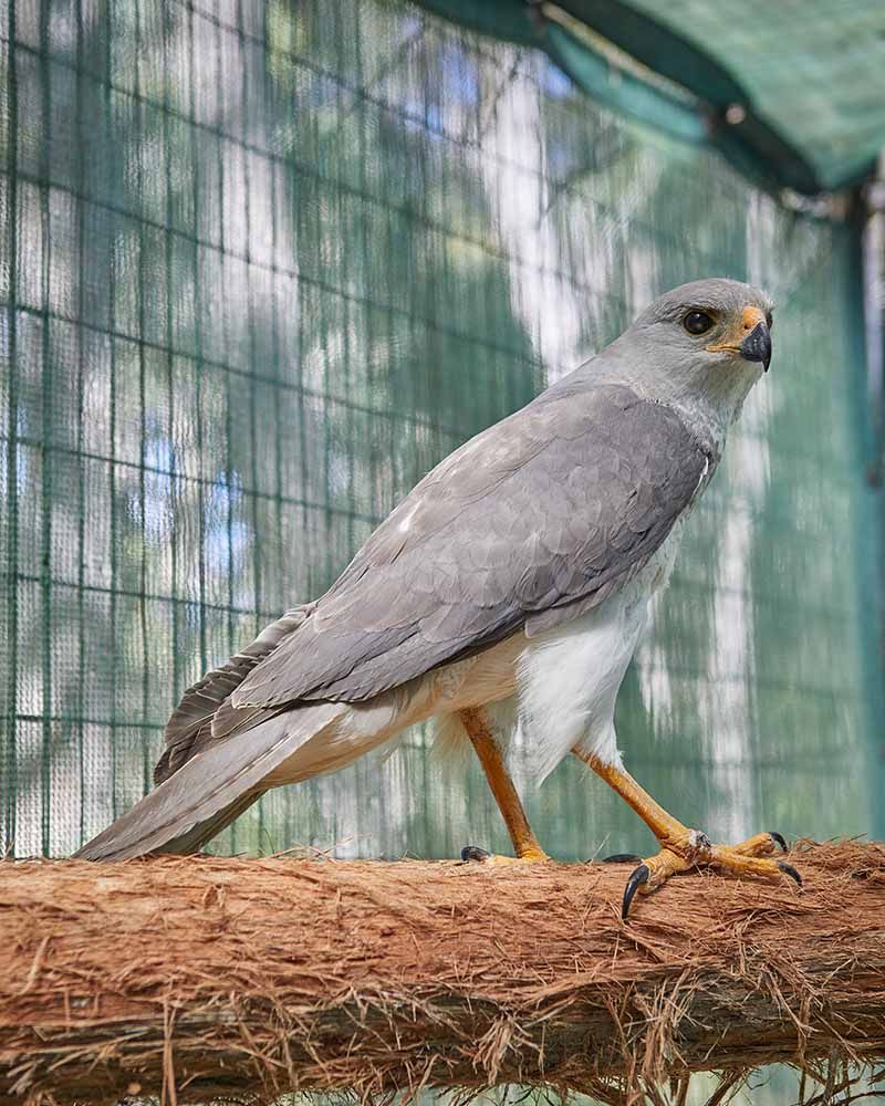 Grey Goshawk