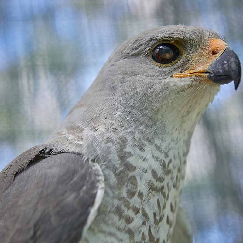 Diurnal birds of prey - Field Guide, ARCC Inc.