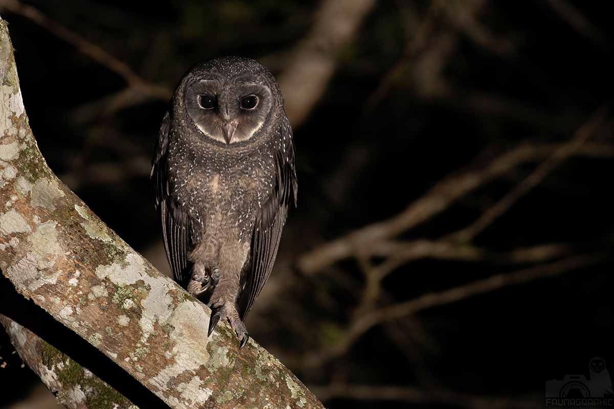 Lesser Sooty Owl