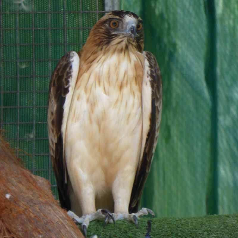 Diurnal birds of prey - Field Guide, ARCC Inc.