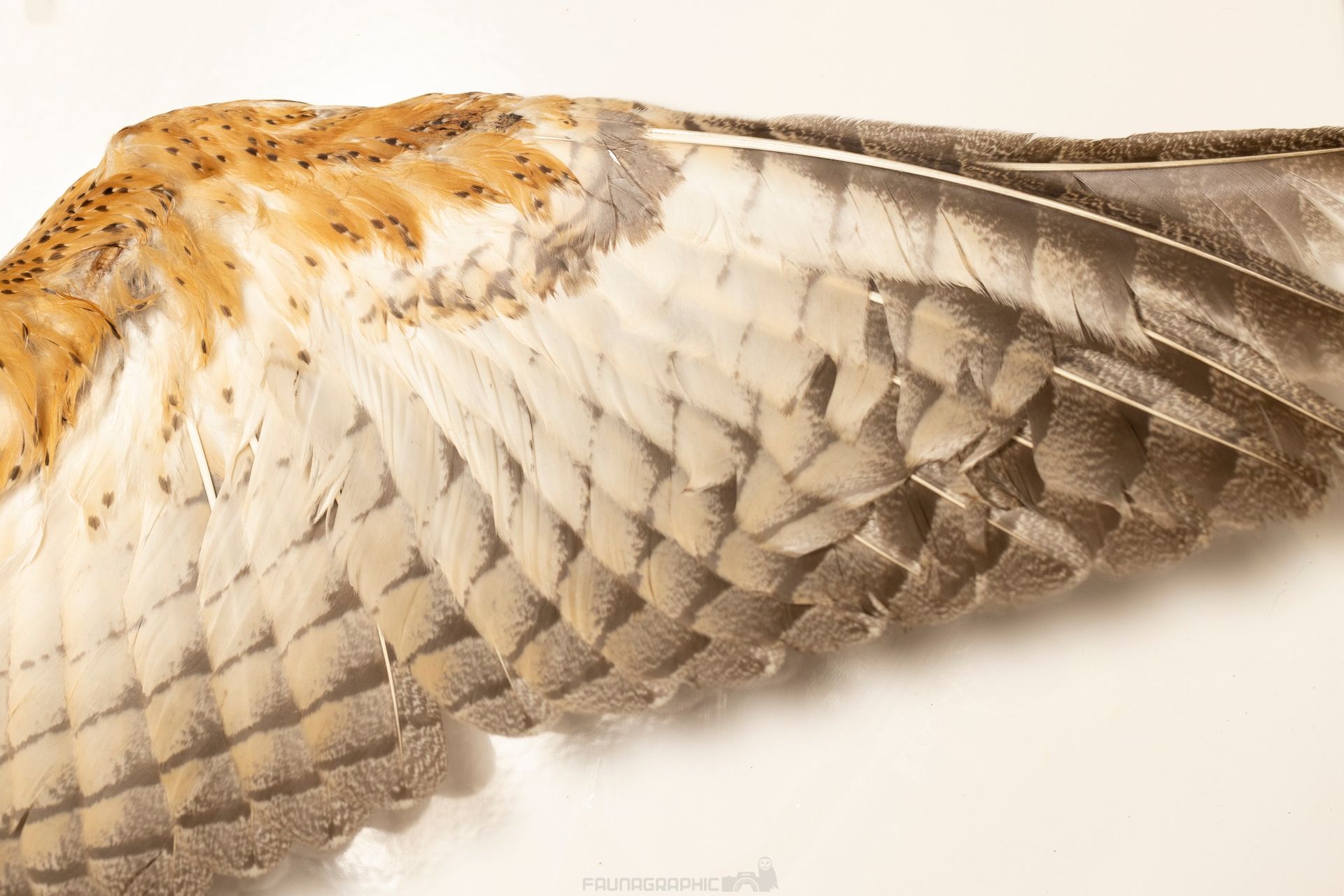 Australian Raptor Species Identification - ARCC Inc.