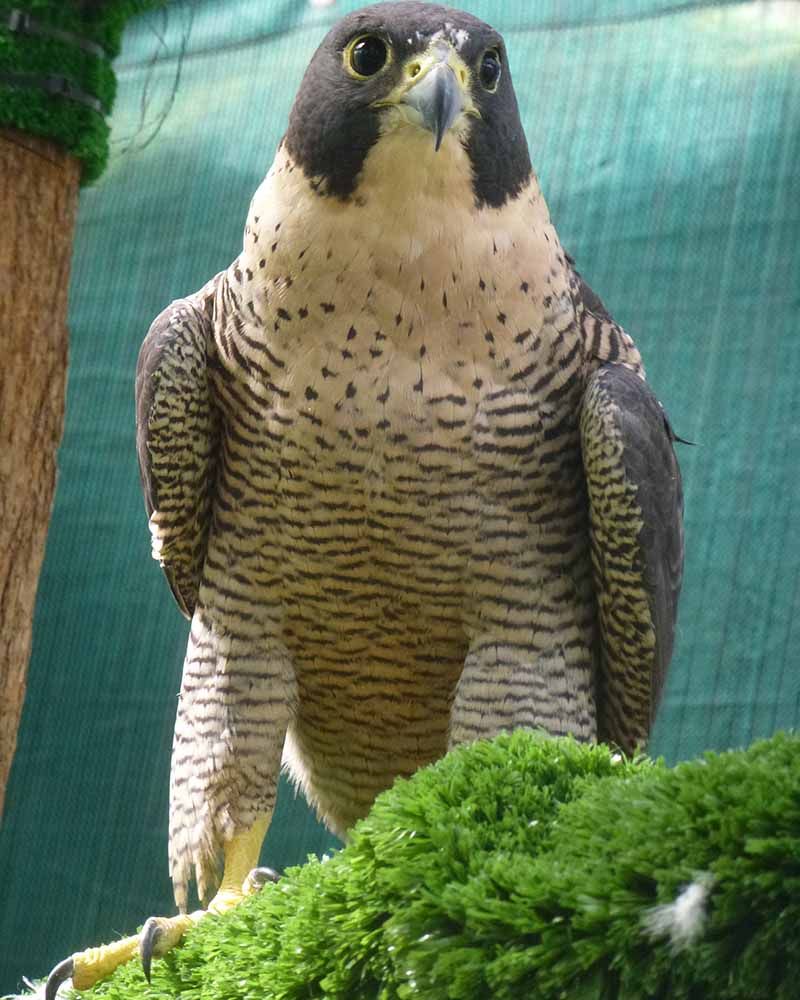 Peregrine Falcon
