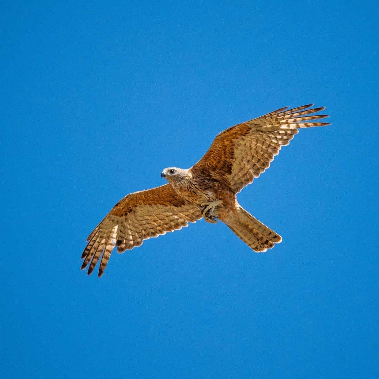 Diurnal birds of prey - Field Guide, ARCC Inc.