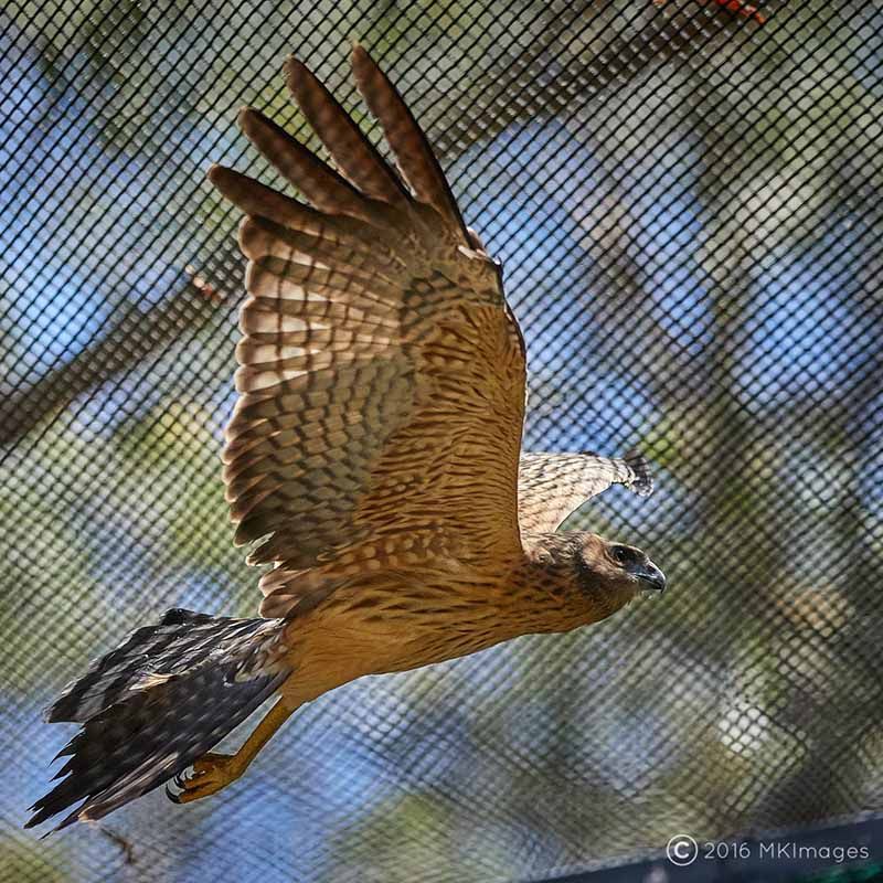 Diurnal birds of prey - Field Guide, ARCC Inc.