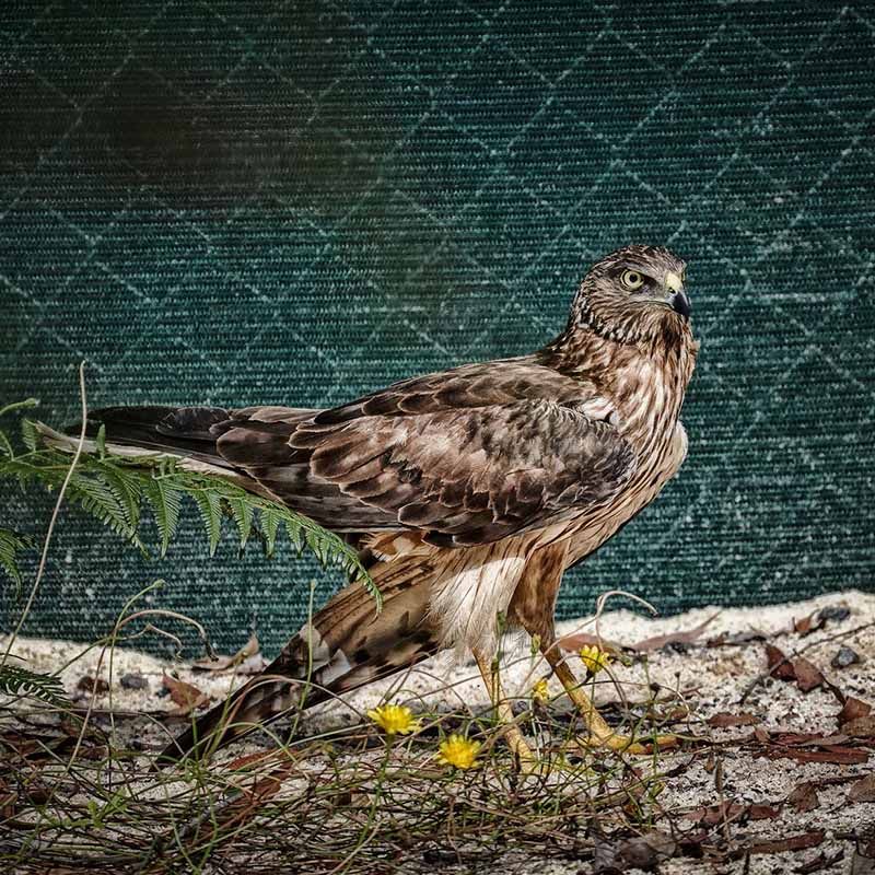 Diurnal birds of prey - Field Guide, ARCC Inc.