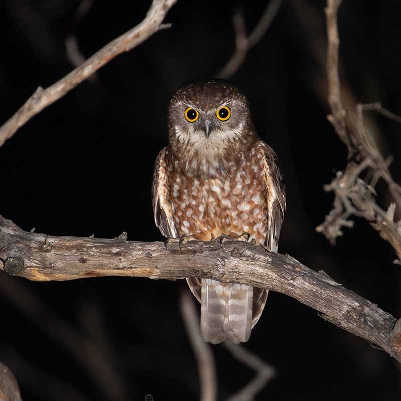 Nocturnal birds of prey - Field Guide, ARCC Inc.