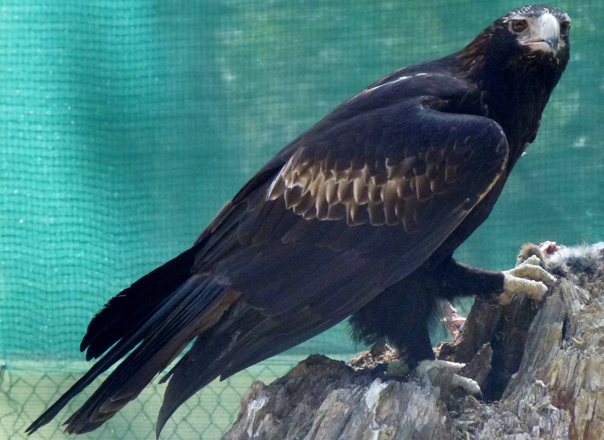 Wedge-tailed Eagle