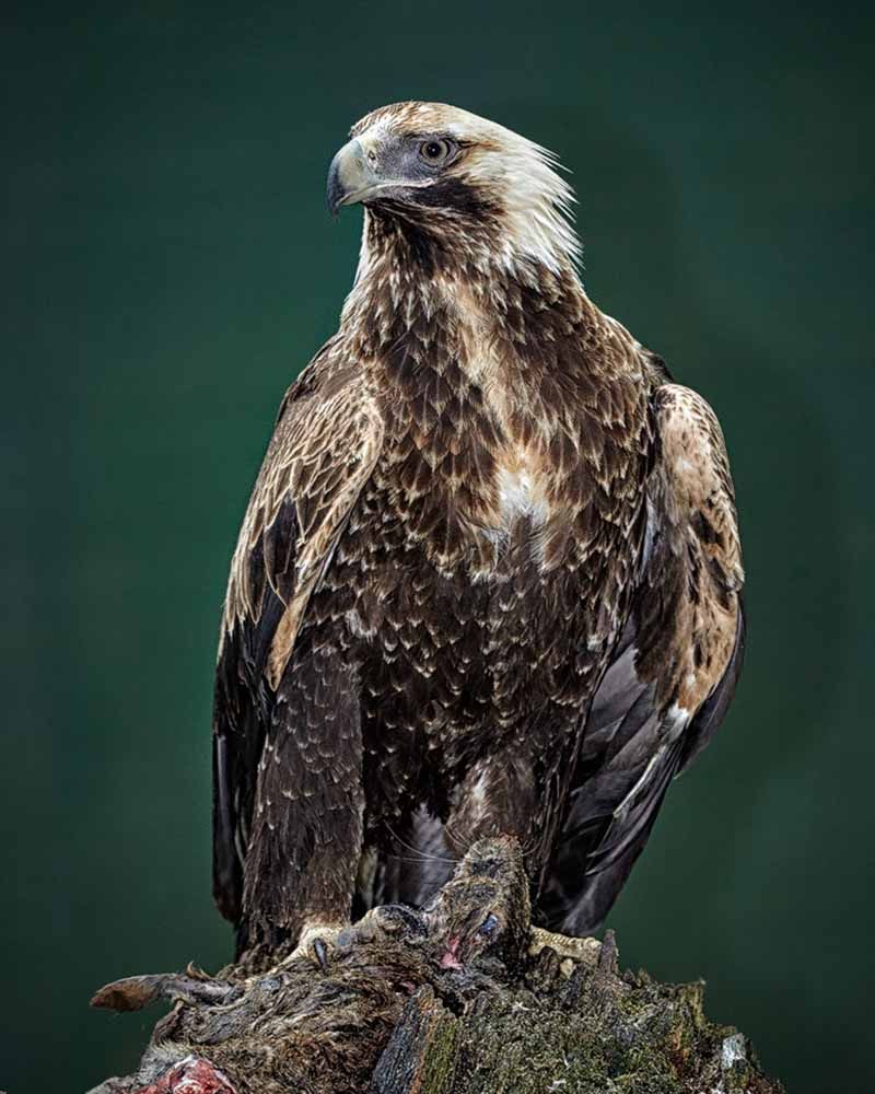 Wedge-tailed Eagle