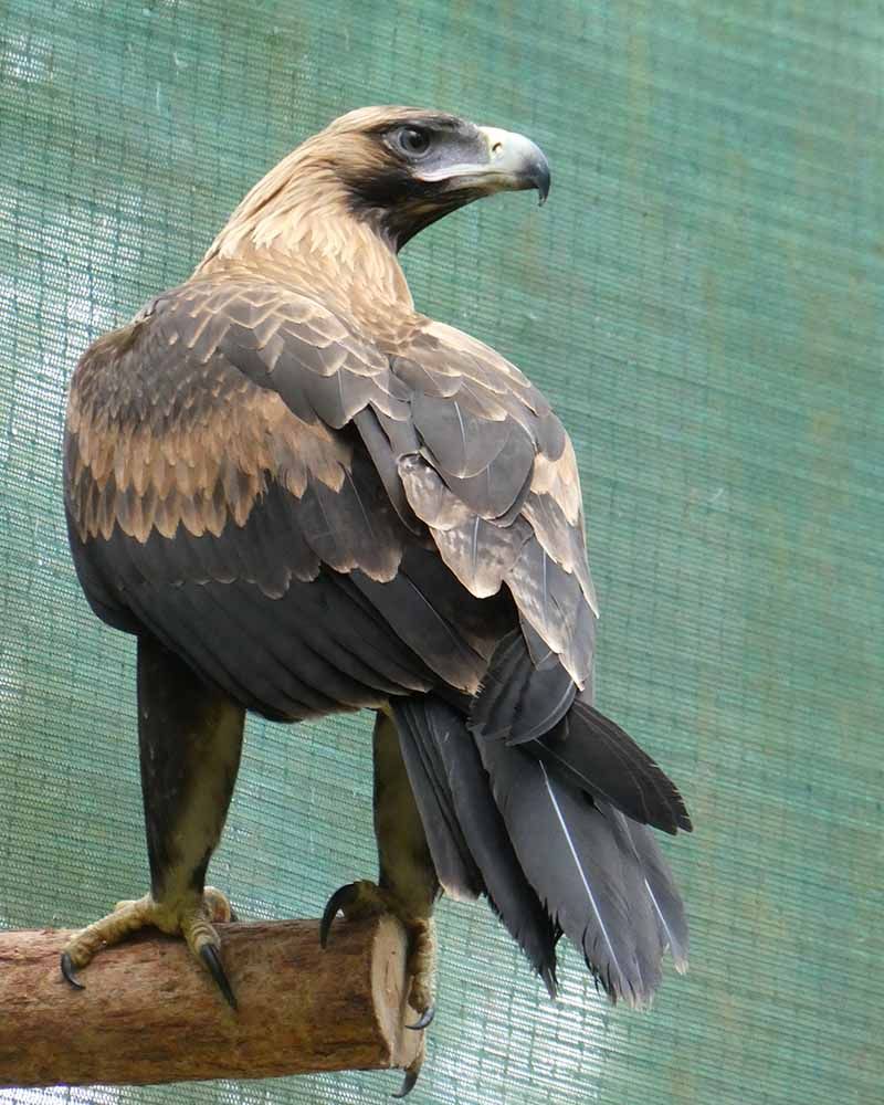 Wedge-tailed Eagle